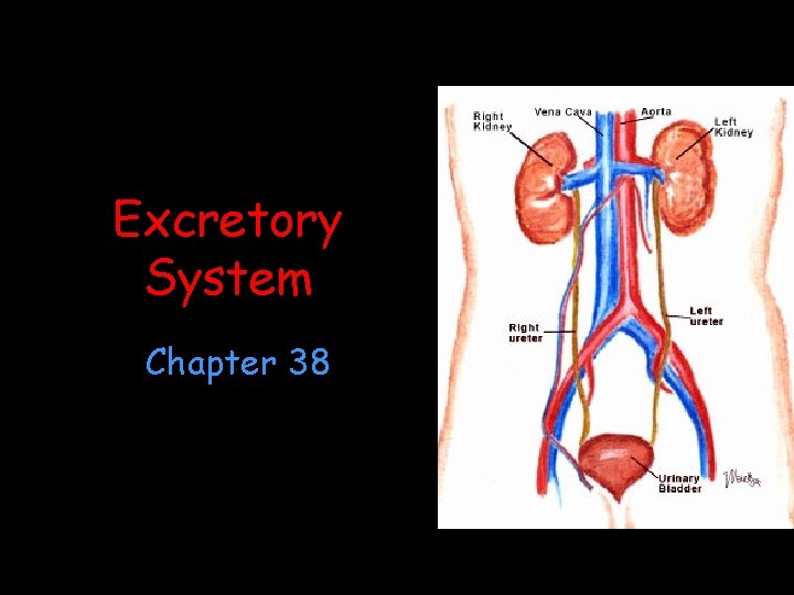 Digestive System Chapter 38 Function Breaks down food