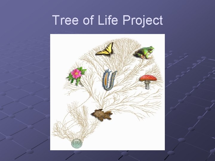 101012 Objective To begin to explore how scientists