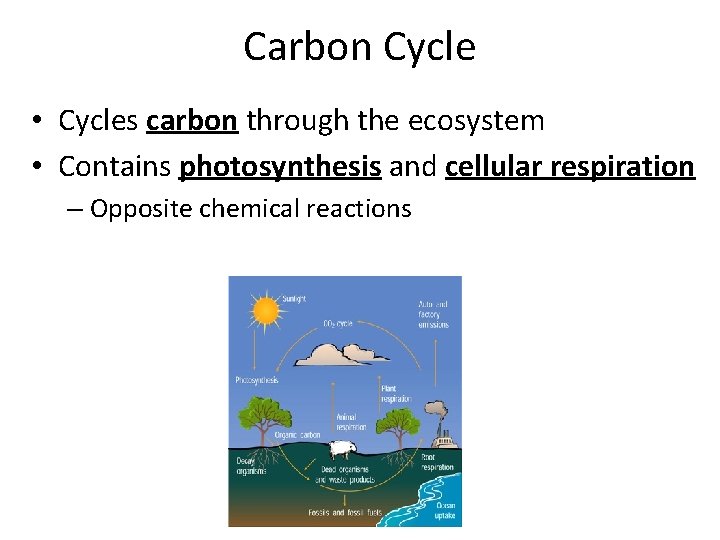 Ecology Big Ideas Energy Energy flows through every