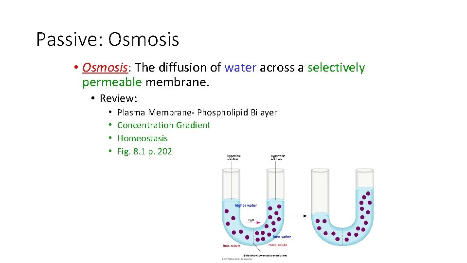 Lipids Lipid Structure Plasma Membrane Cell Transport Cell