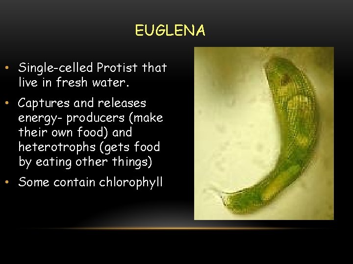 PROTISTS EUGLENA AMOEBA PARAMECIUM VOLVOX WHAT IS A