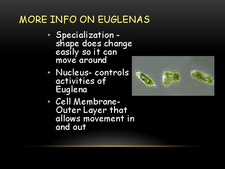 PROTISTS EUGLENA AMOEBA PARAMECIUM VOLVOX WHAT IS A