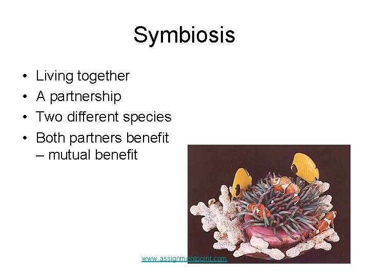 Relationships in Nature Symbiosis www assignmentpoint com Symbiosis