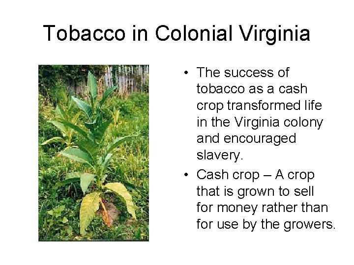 Tobacco in Colonial Virginia Tobacco in Colonial Virginia