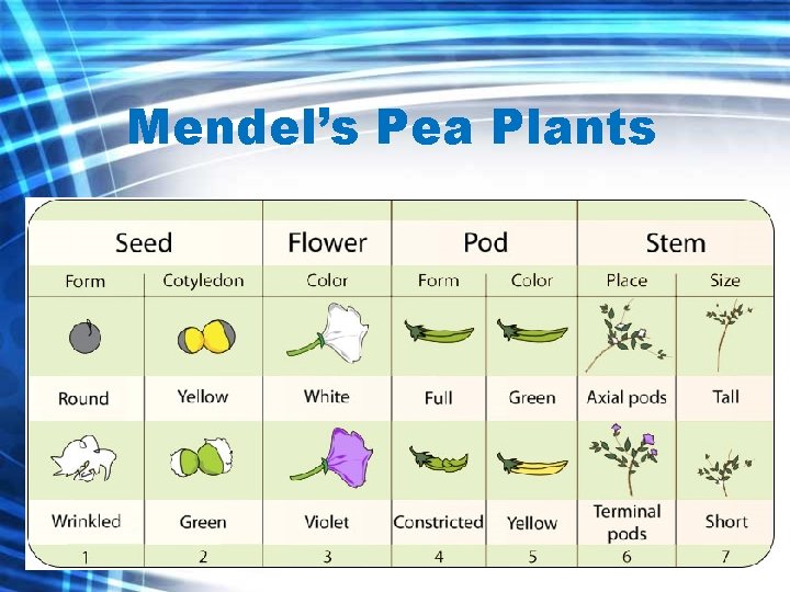 Principles of Genetics the Study of Heredity Betsy