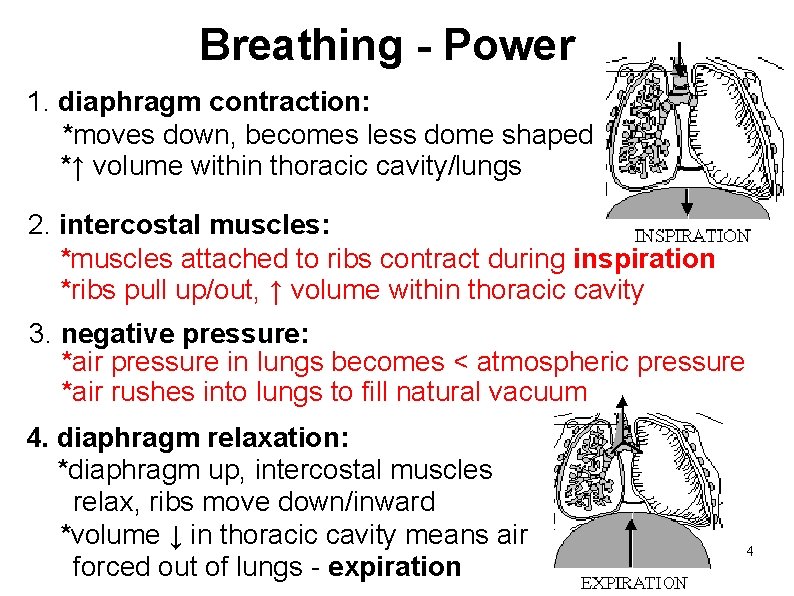 Respiratory System Anatomy Breathing air movement in nasal