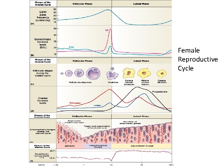 Chapter 28 The Reproductive System Bio 211 lecture