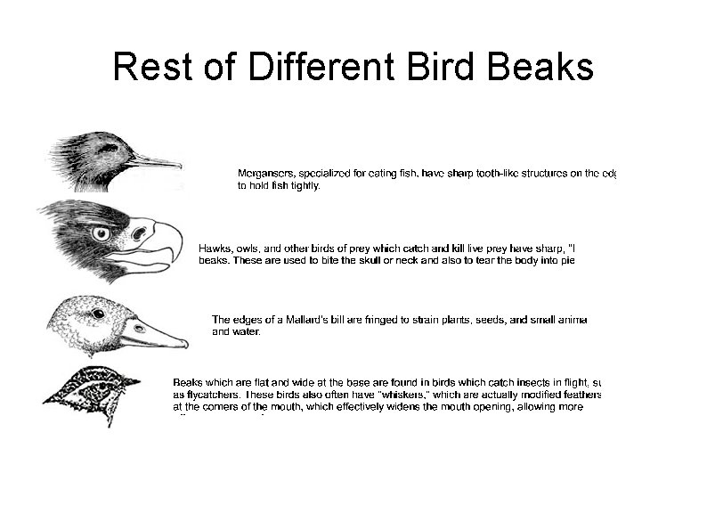 Using skills to identify a bird Use your