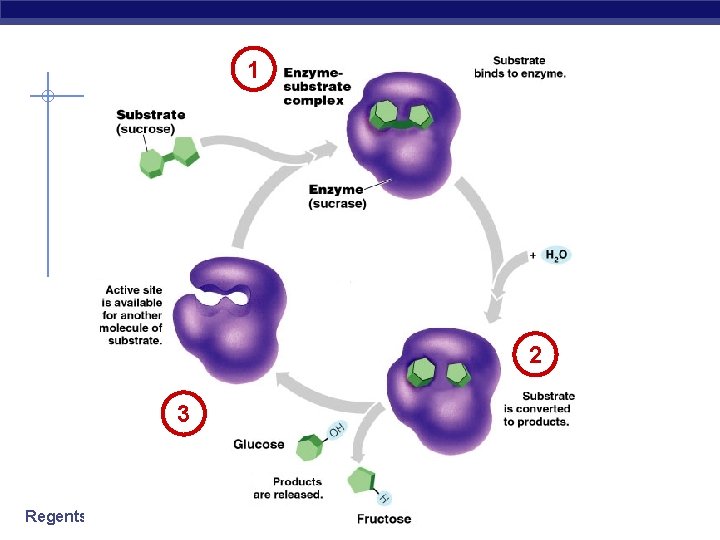 Enzymes Helper Protein molecules Regents Biology 2009 2010