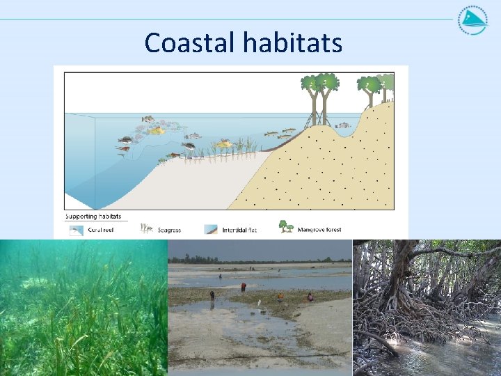 Effects of climate change on coastal habitats Presented