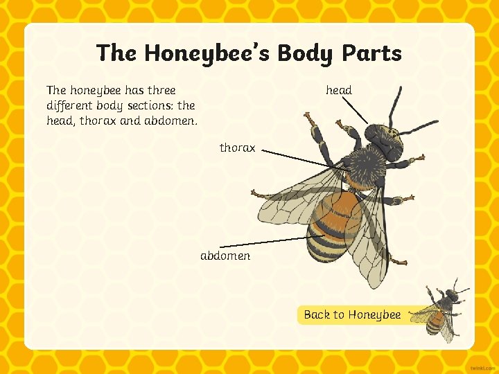 Honeybees Click the different parts of the honeybee