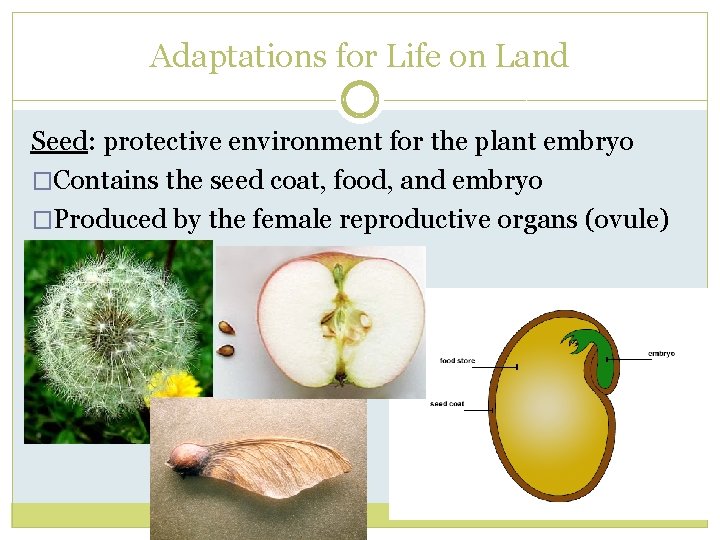 PLANTS STRUCTURE DIVERSITY AND REPRODUCTION Basic Characteristics Cell