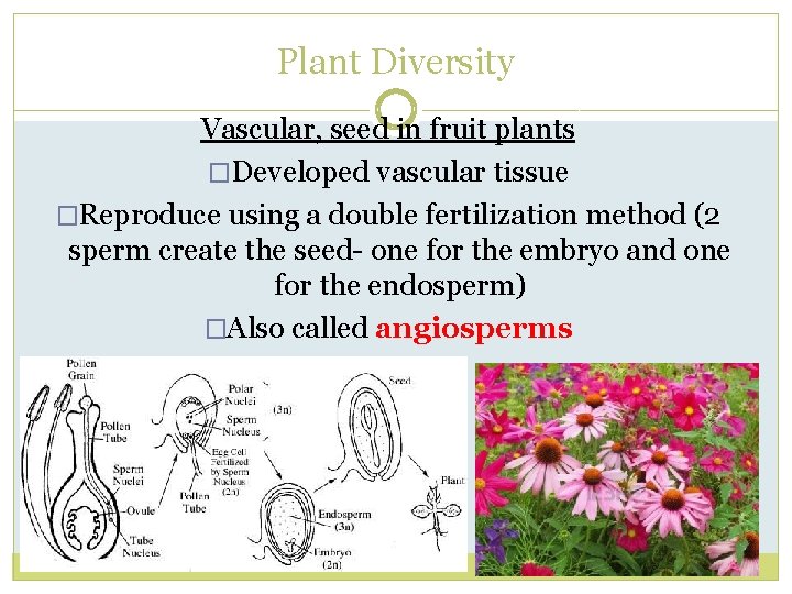 PLANTS STRUCTURE DIVERSITY AND REPRODUCTION Basic Characteristics Cell