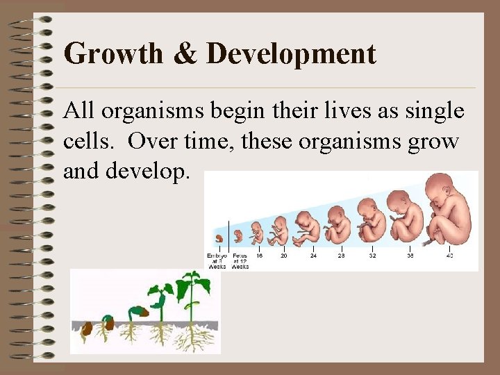 BIOLOGY Biology the study of life bio life