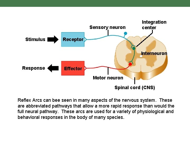 Biology 484 Ethology Chapter 4 b Neural Mechanisms