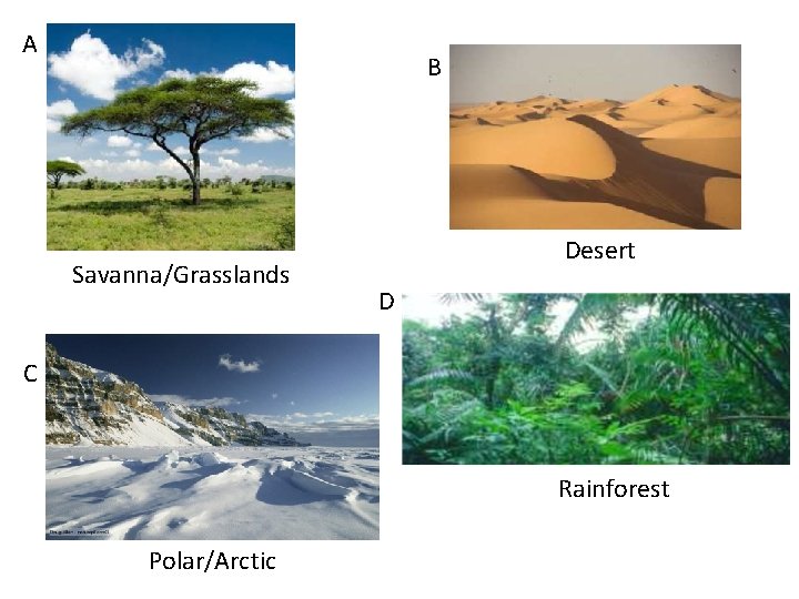 Habitats and Adaptations Learning Objectives Different habitats have