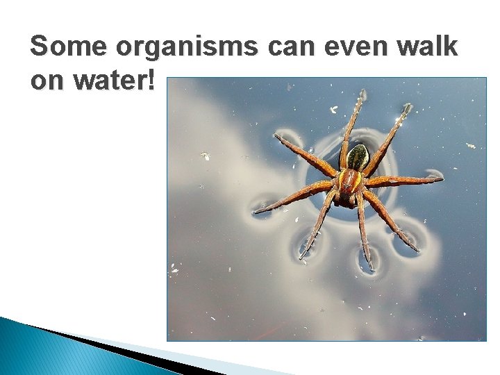 Water Describe the properties of water Explain the