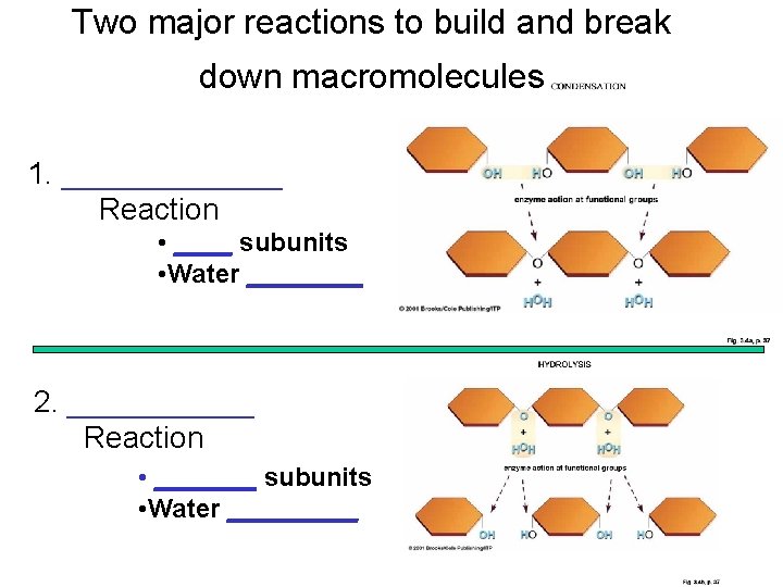 Chapter 3 Carbon Compounds In Cells Producers Capture