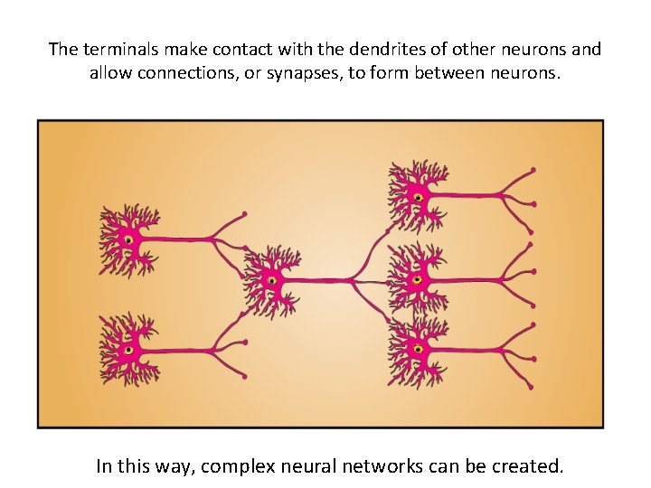 Brain Based Research Strategies Analisa GerigSickles Heidi Schubert