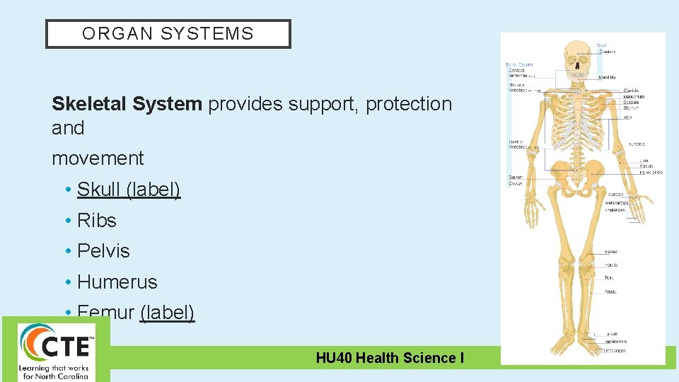 1 00 UNDERSTAND STRUCTURAL ORGANIZATION OF THE BODY