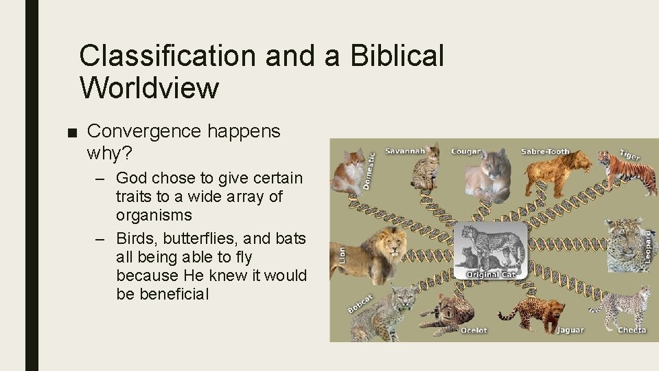 CHAPTER 11 BUNITY AND DIVERSITY How is classification