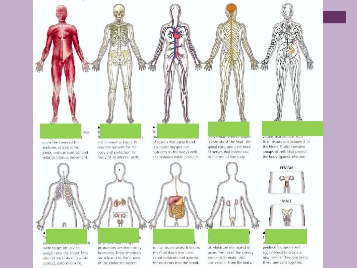 Body Systems Digestion Chap 12 p 214 Brainstorm