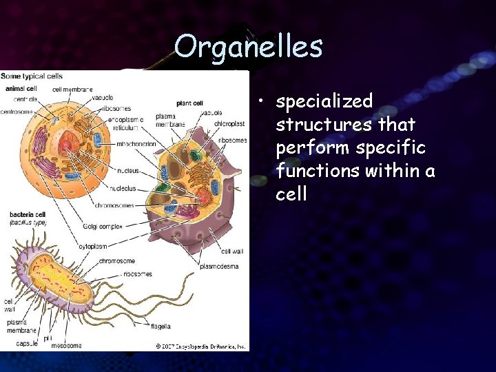 Cells Structures and Functions Vocabulary Words Nucleus Nucleolus