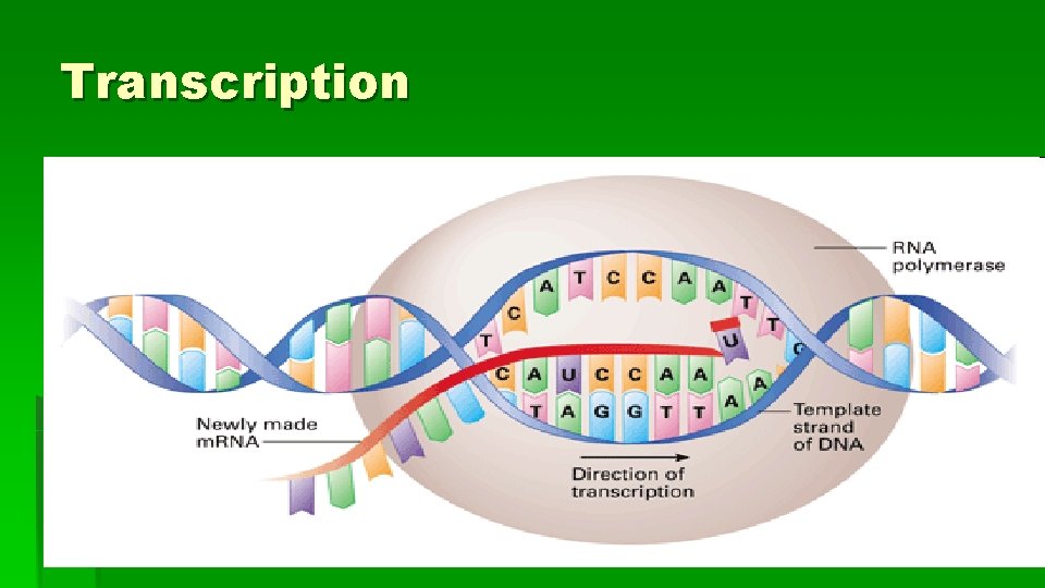 WEDNESDAY 4 15 15 LEARNING OBJECTIVE GENETIC VARIATION