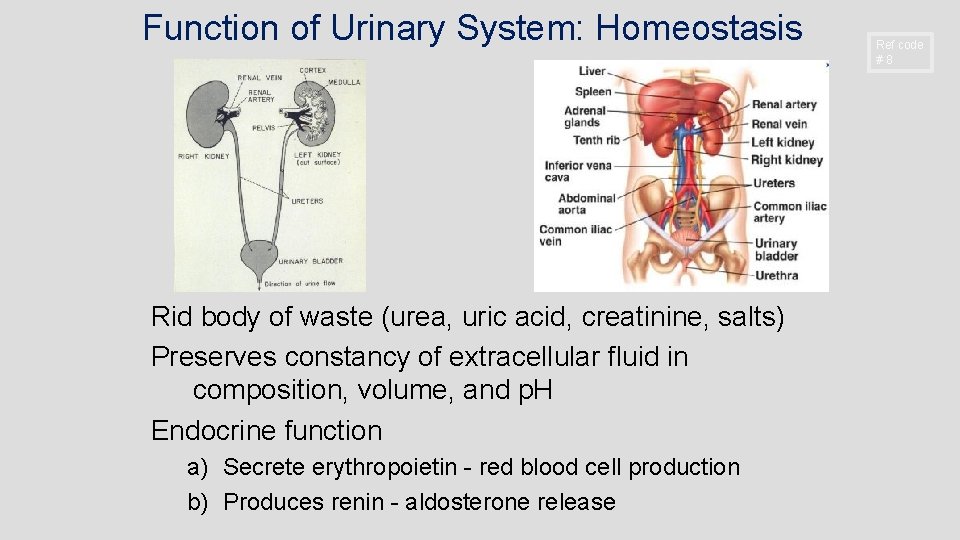 Medical School Histology Basics Urinary System VIBS 243