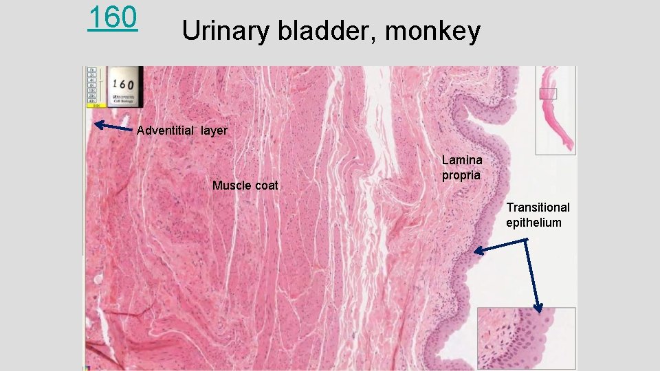 Medical School Histology Basics Urinary System VIBS 243