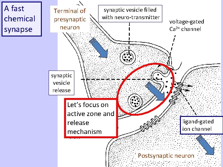 Learning at the synapse Bertil Hille Ph D