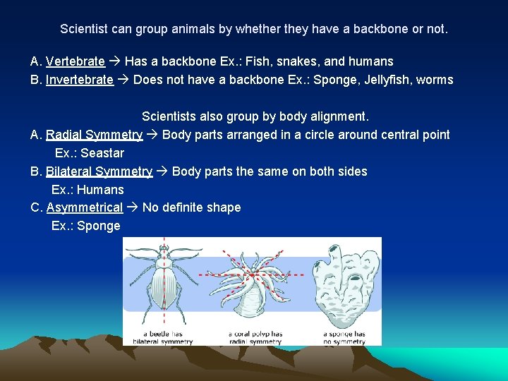 The Animal Kingdom Scientist can group animals by