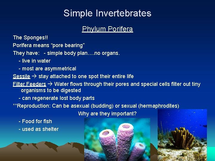 The Animal Kingdom Scientist can group animals by