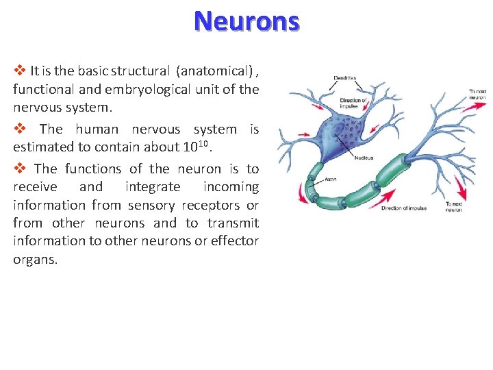 Nervous System Good Morning OBJECTIVES At the end