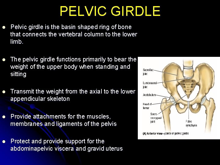 BONY PELVIS OUTLINE l INTRODUCTION l PELVIC GIRDLE