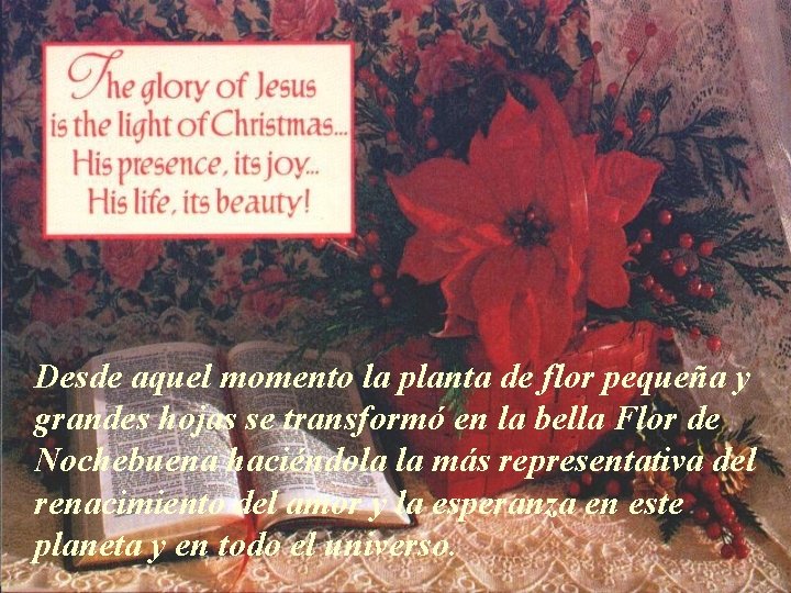 Historia de la Flor de Nochebuena Hace algn