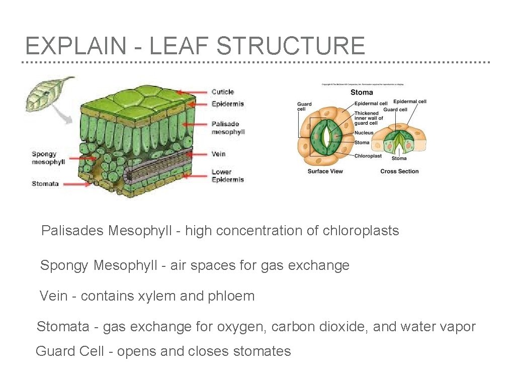 PHOTOSYNTHE SIS Big Q How is the structure