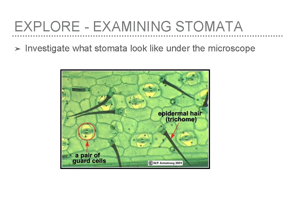 PHOTOSYNTHE SIS Big Q How is the structure