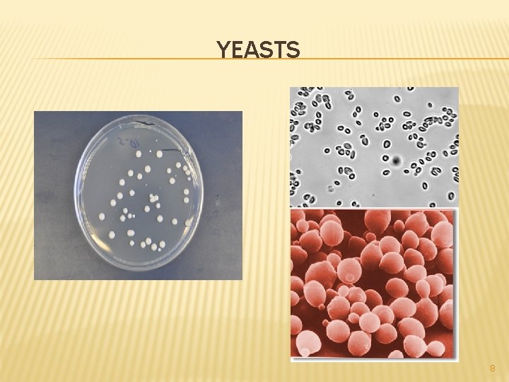 LAB 1 Biology Department 1 OBJECTIVES Identification of