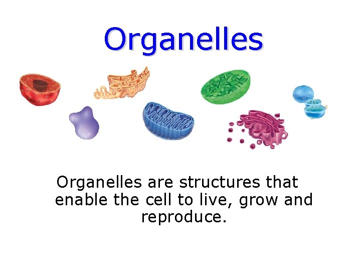 Cells The Basic Units of Life The Cell