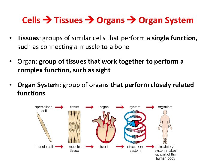 The Human Body Systems It is shameful for