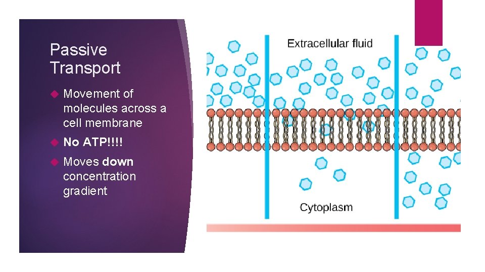 Transport Across the Membrane PASSIVE TRANSPORT AGENDA IN