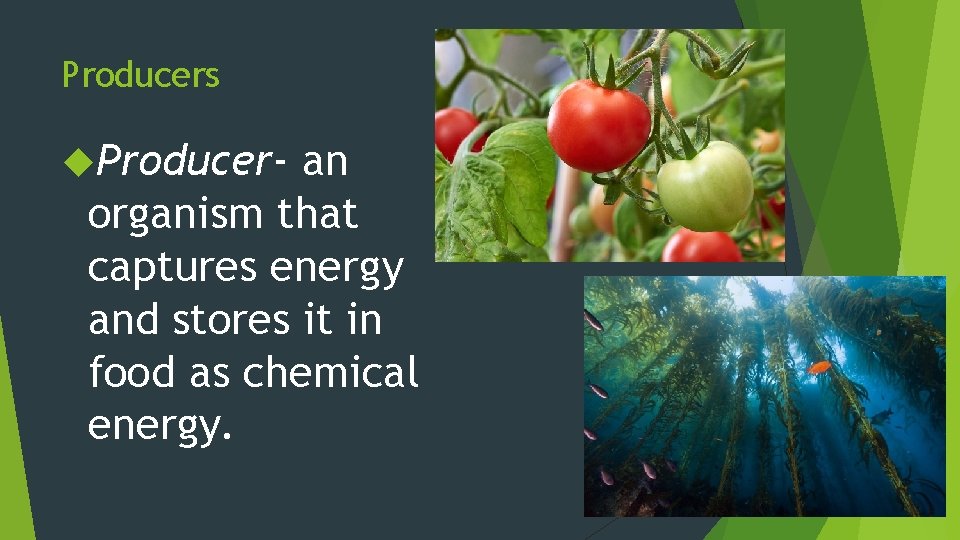 Notes Food Chains and Food Webs Energy Everything