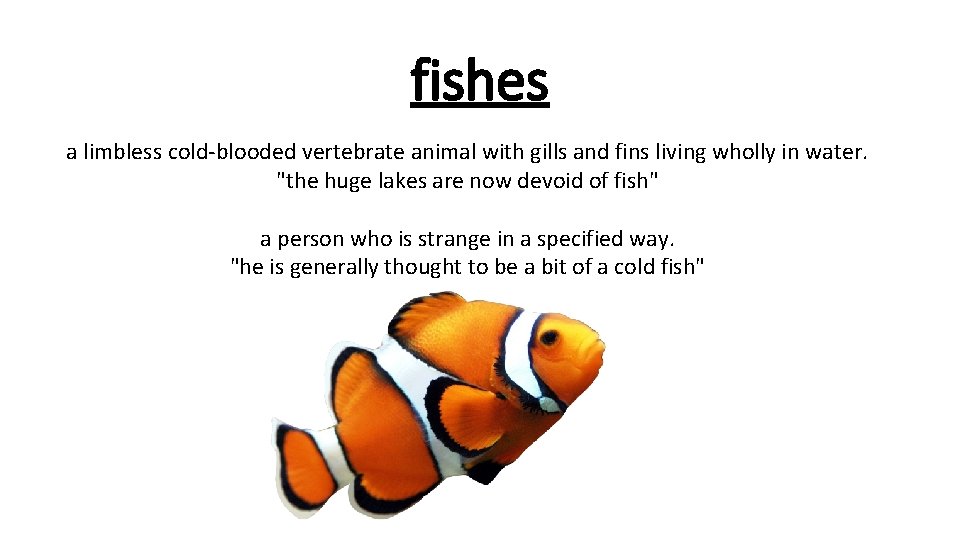 Mammals a warmblooded vertebrate animal of a class