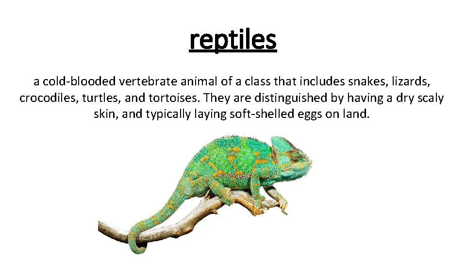 Mammals a warmblooded vertebrate animal of a class