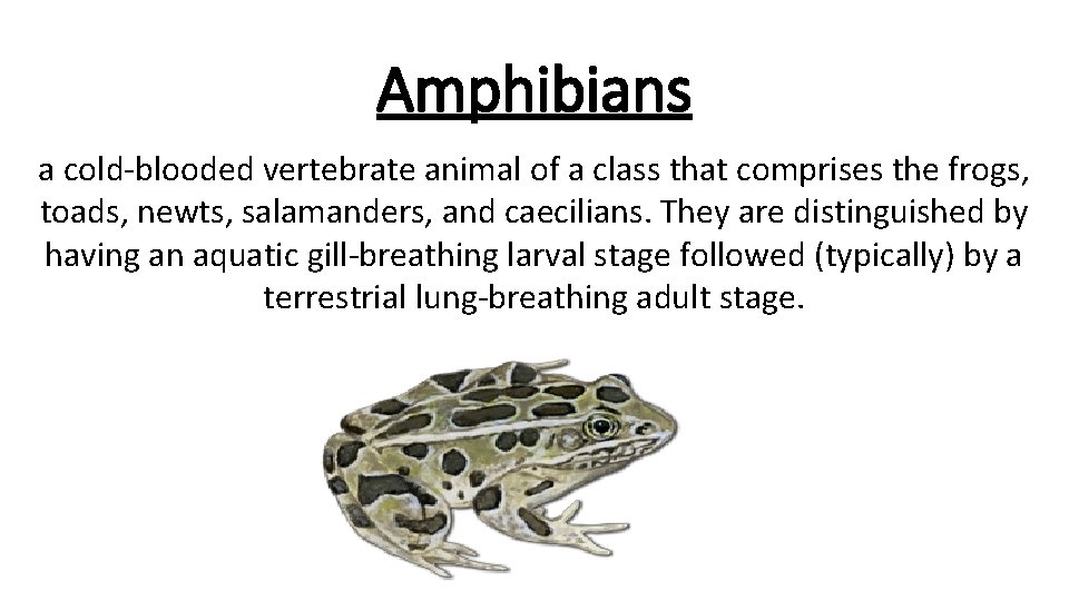 Mammals a warmblooded vertebrate animal of a class