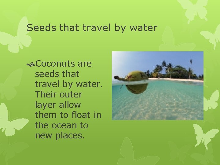 How do Seeds Travel November 28 2011 Do