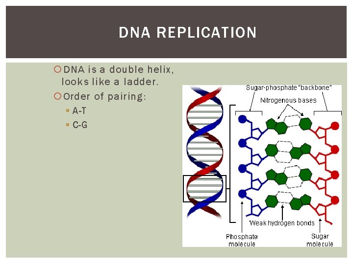 013015 To Do Bell Work DNA Structure Replication