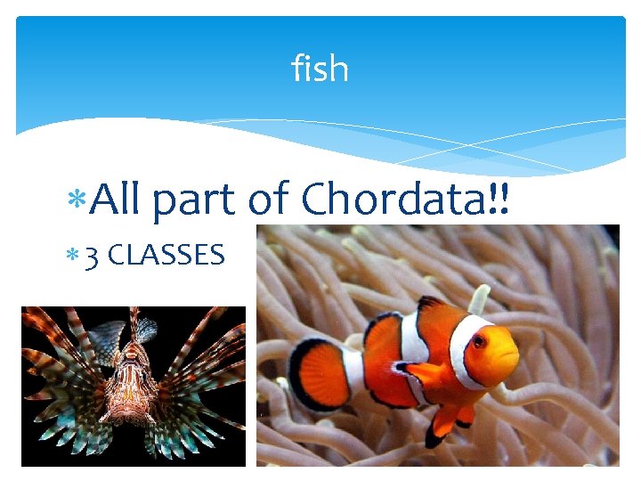 Vertebrates Higher Chordata Subphylum Vertebrata FISH Higher Chordates