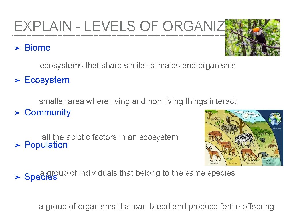 WHAT IS ECOLOGY Big Q What are biotic